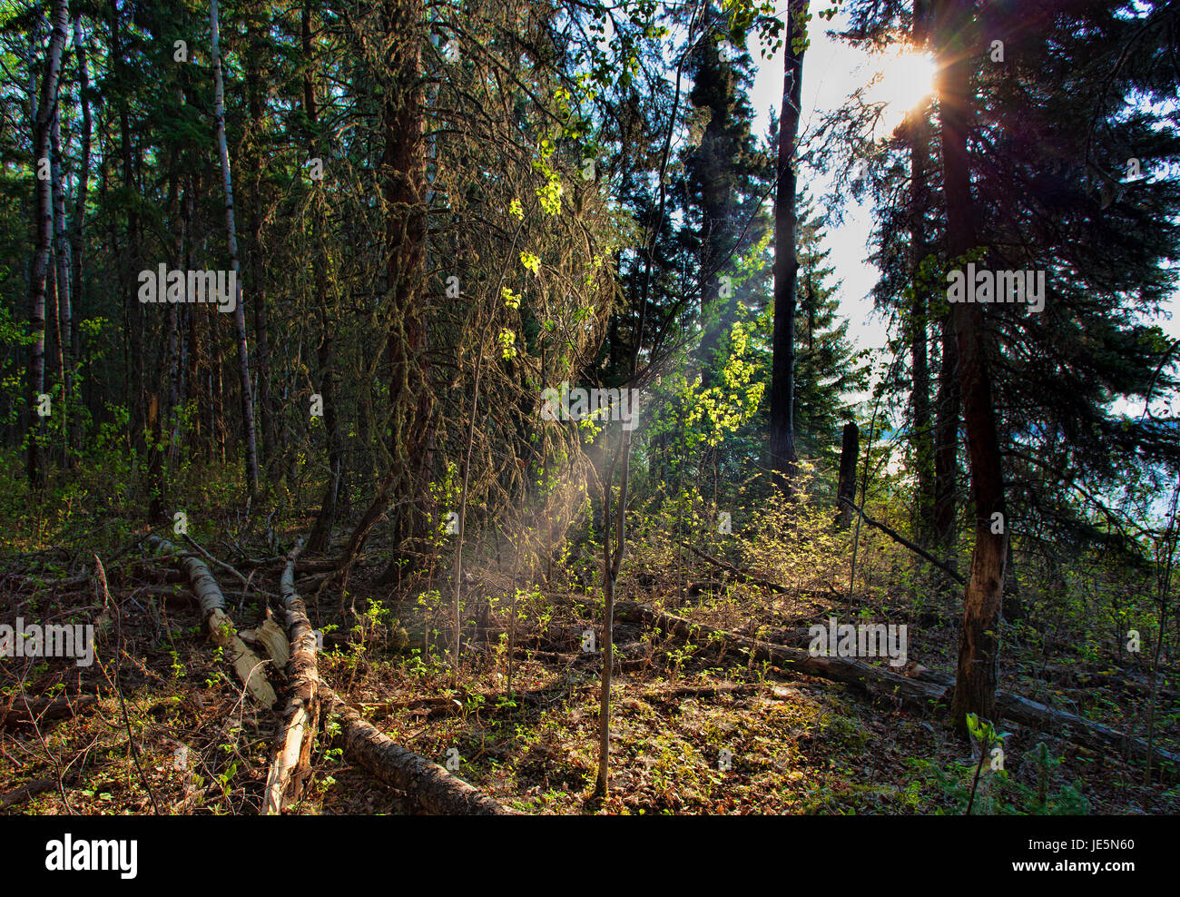 Single ray of light filtering in a Forest at Dore Lake Stock Photo - Alamy