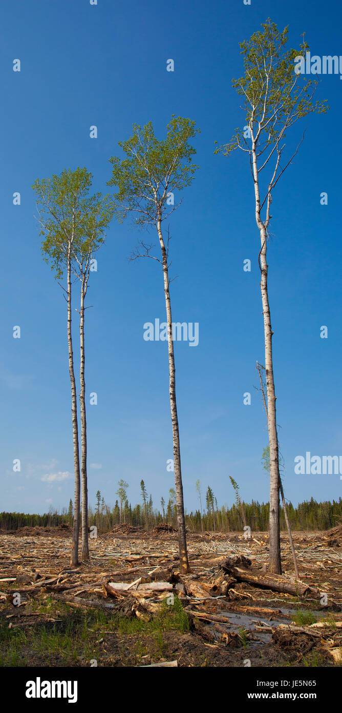 Logging In Saskatchewan High Resolution Stock Photography and Images ...