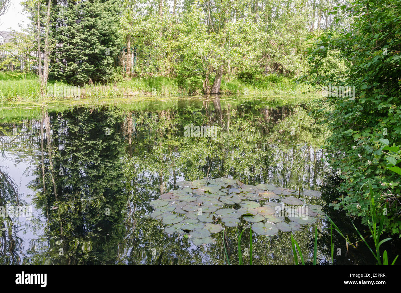 The Buckpool and Fens Pools at Barrow Hill Nature Reserve in Dudley ...