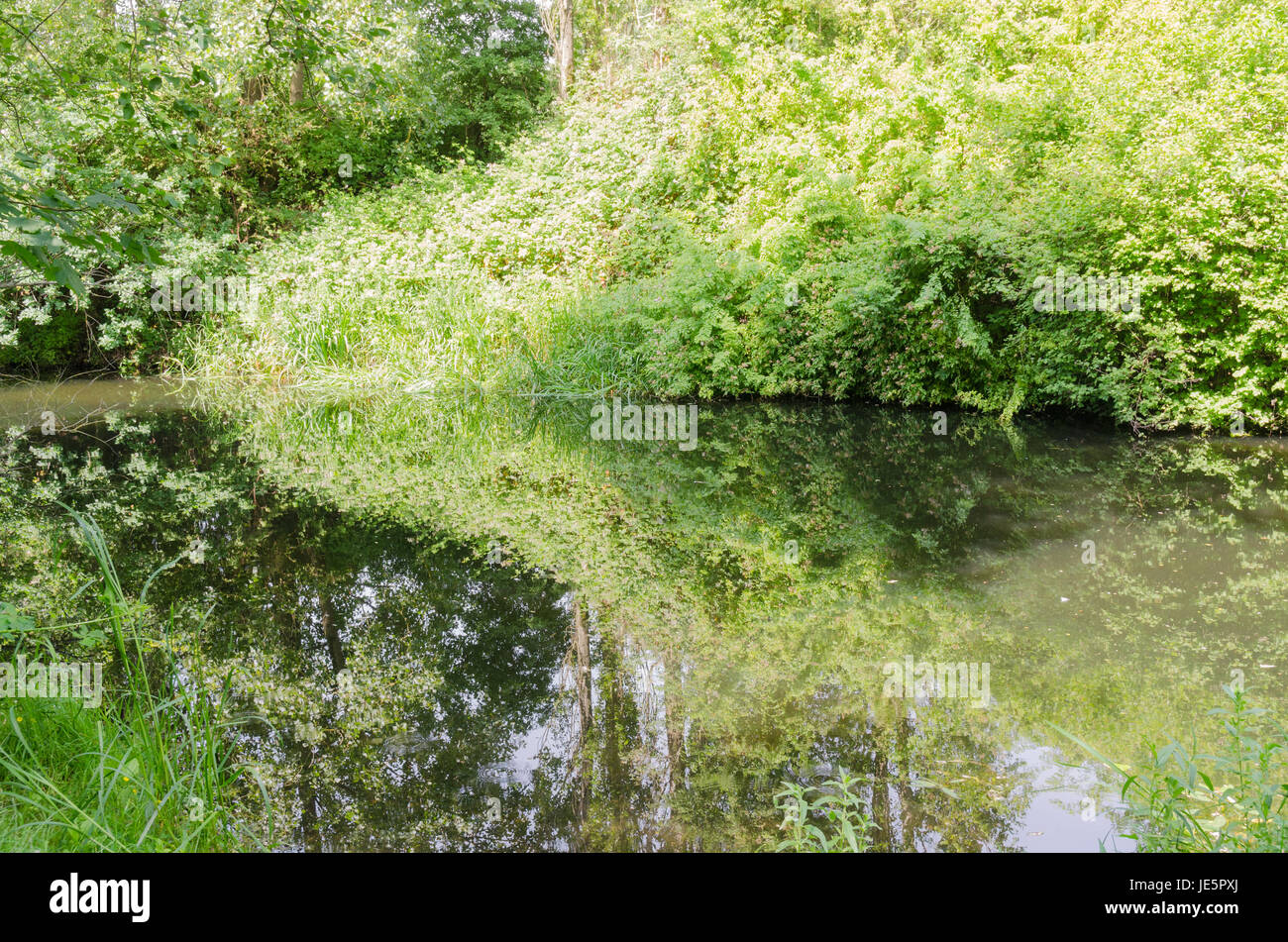 The Buckpool and Fens Pools at Barrow Hill Nature Reserve in Dudley ...