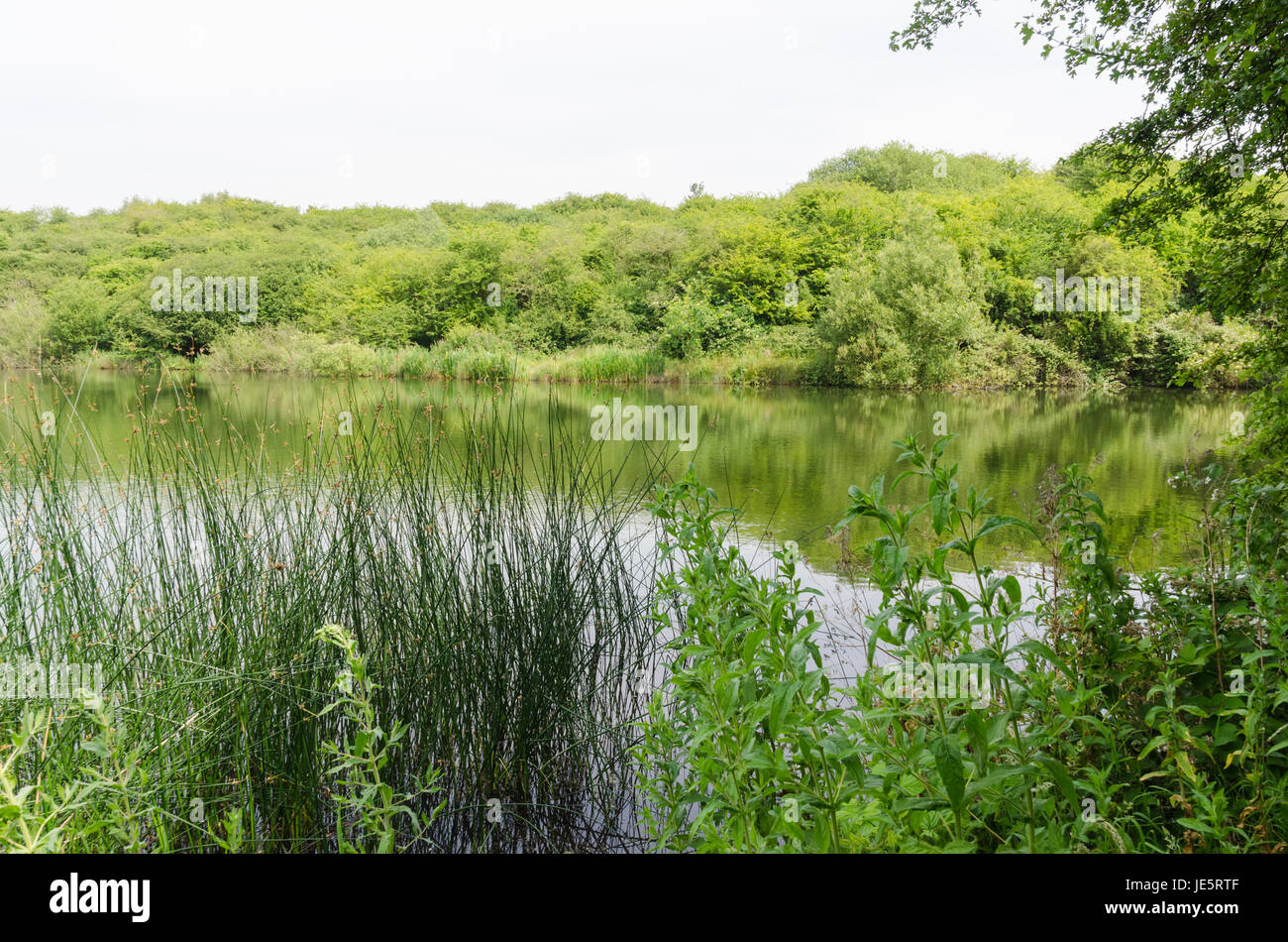 The Buckpool and Fens Pools at Barrow Hill Nature Reserve in Dudley ...