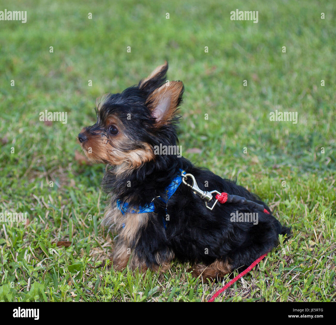 Miniature Pinscher Yorkie Mix