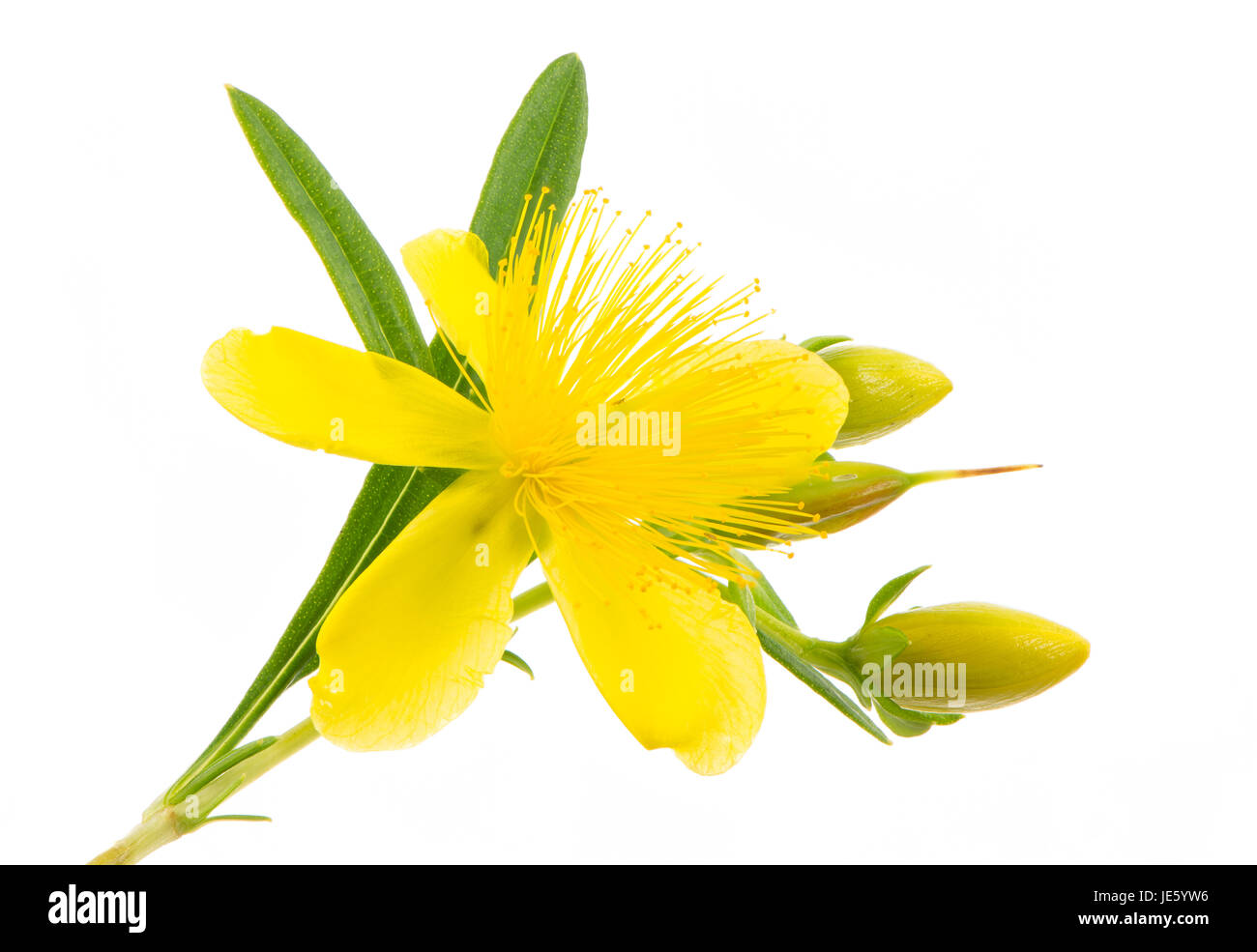 Isolated blossom of a hypericum flower Stock Photo - Alamy