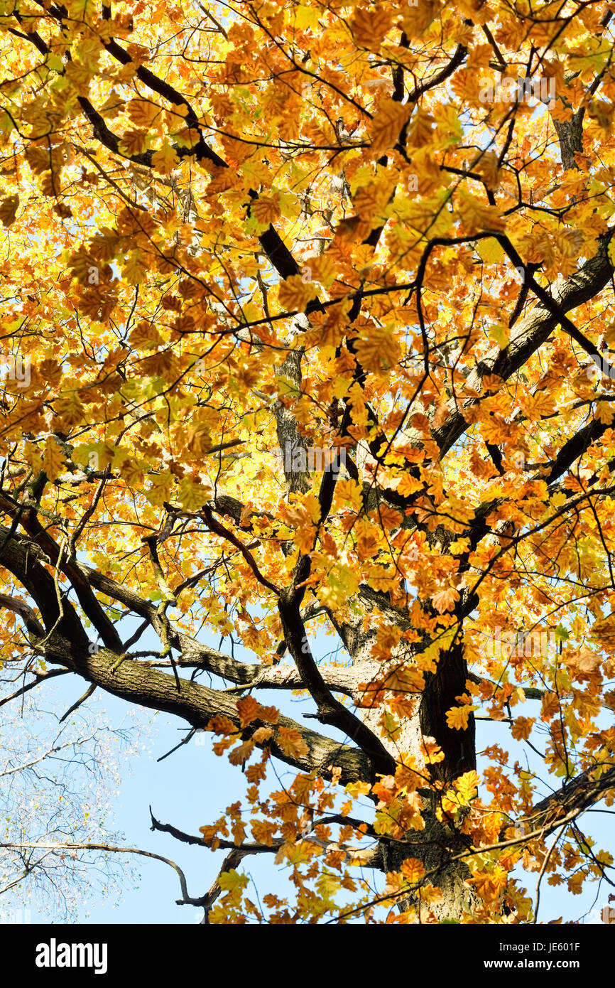 yellow crown of maple tree in autumn forest Stock Photo - Alamy