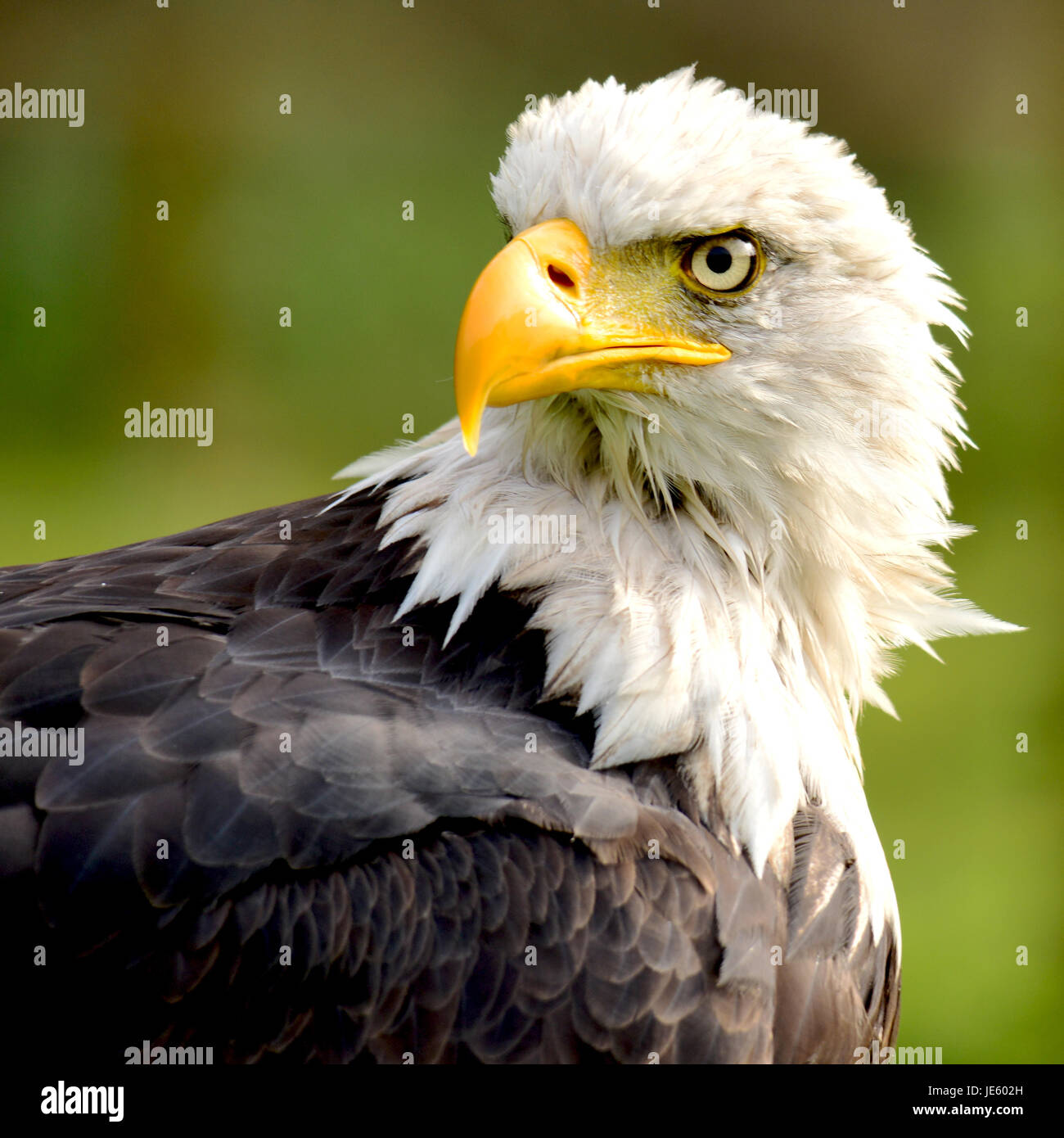 emblem bald eagles Stock Photo - Alamy