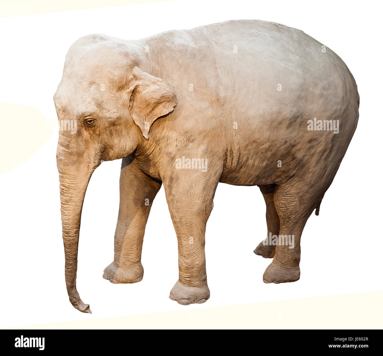 elephant wild animal isolated on white Stock Photo - Alamy