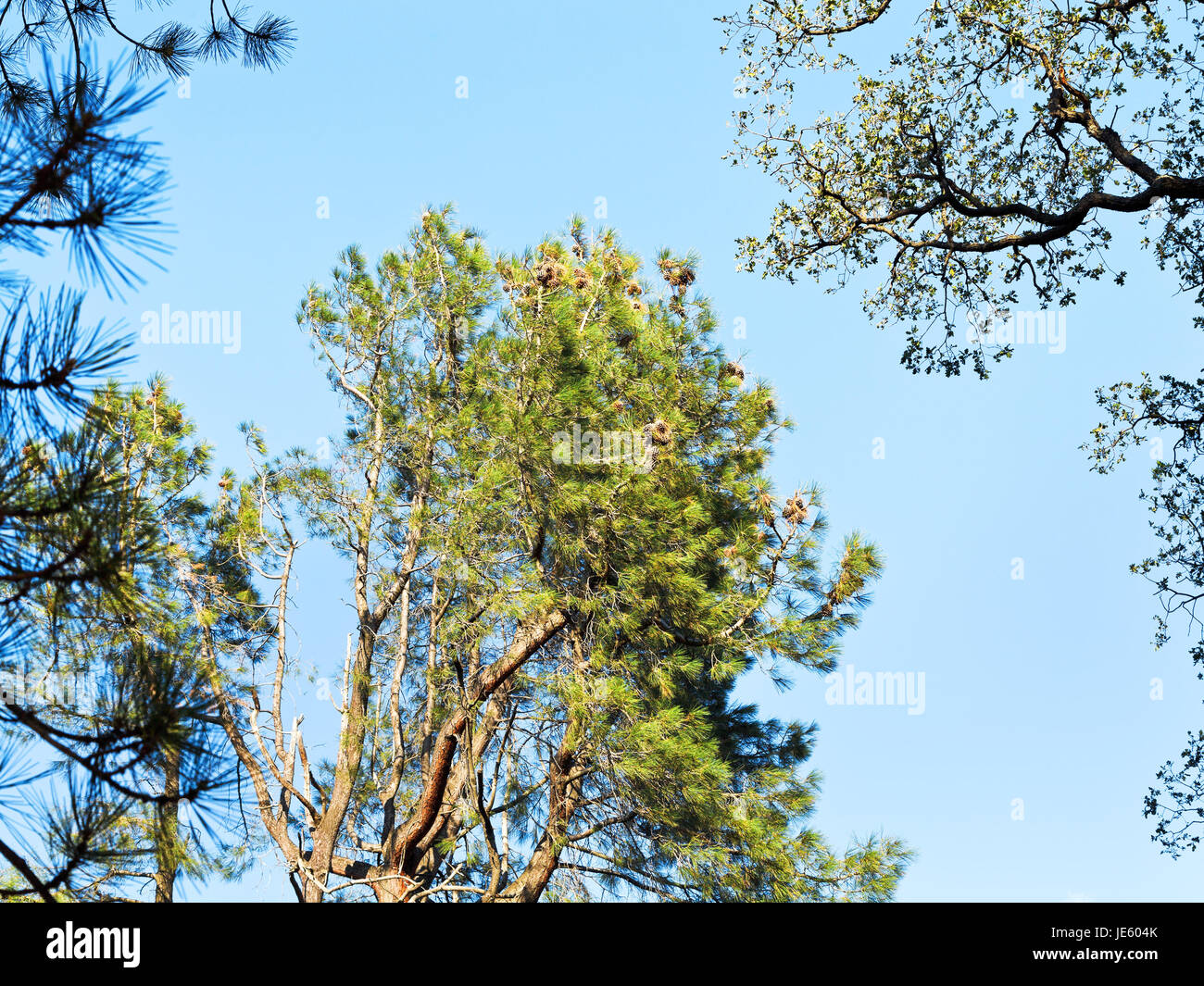 crown of sequoia tree in sunny autumn day Stock Photo - Alamy