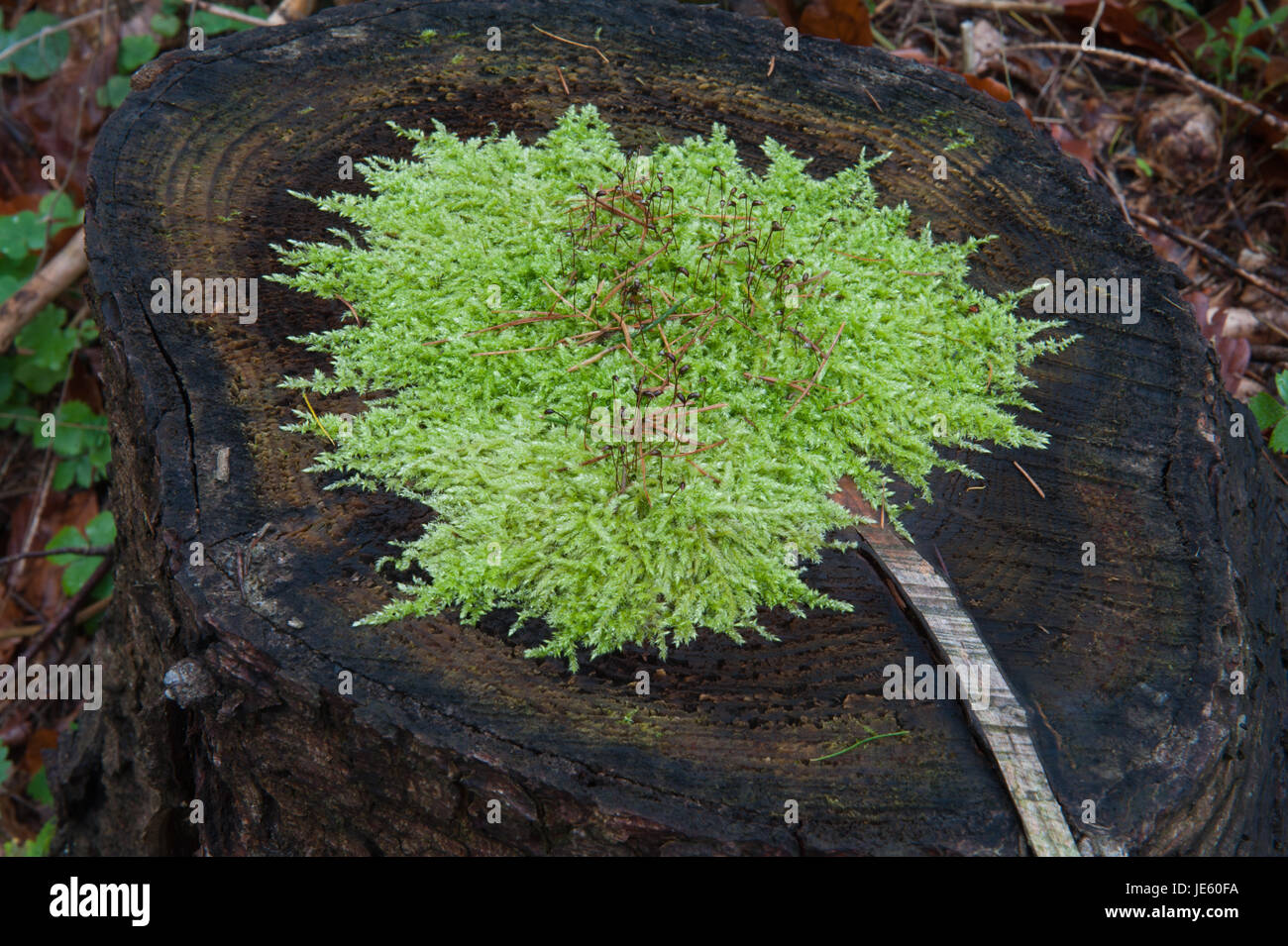 flowerless plant growing on a wooden stump Stock Photo - Alamy