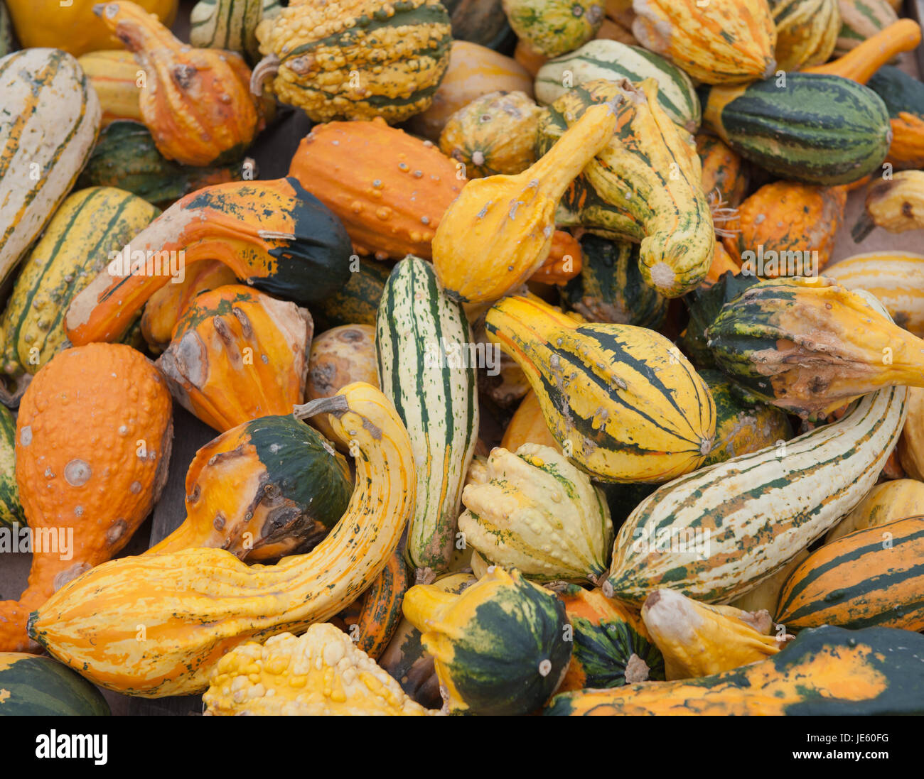 different colored calabash on a market table Stock Photo - Alamy
