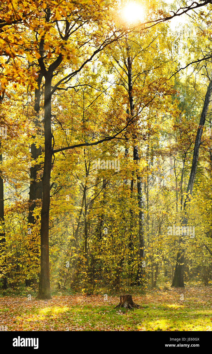 forest lawn illuminated by sunlight in autumn Stock Photo - Alamy