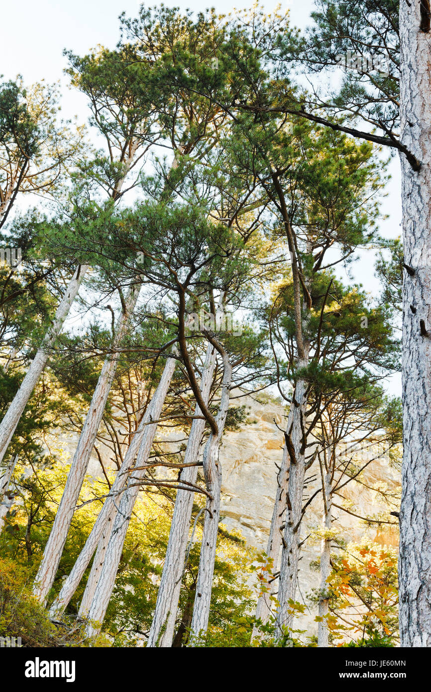 Pinus nigra crimean pine pallasiana hi-res stock photography and images ...