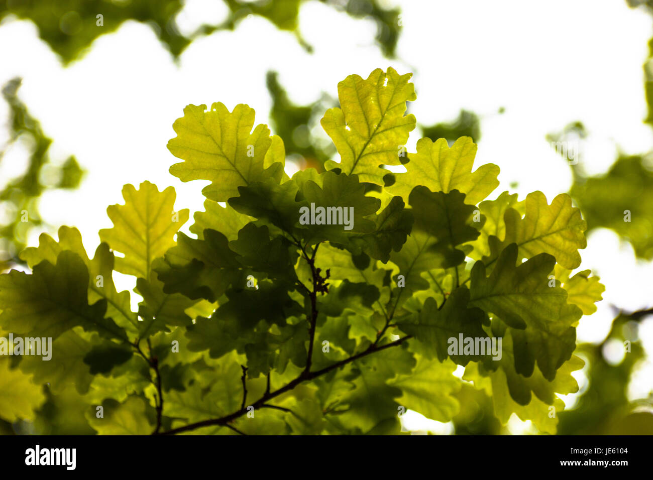 Green leaves of the oak tree in the sunshine Stock Photo - Alamy