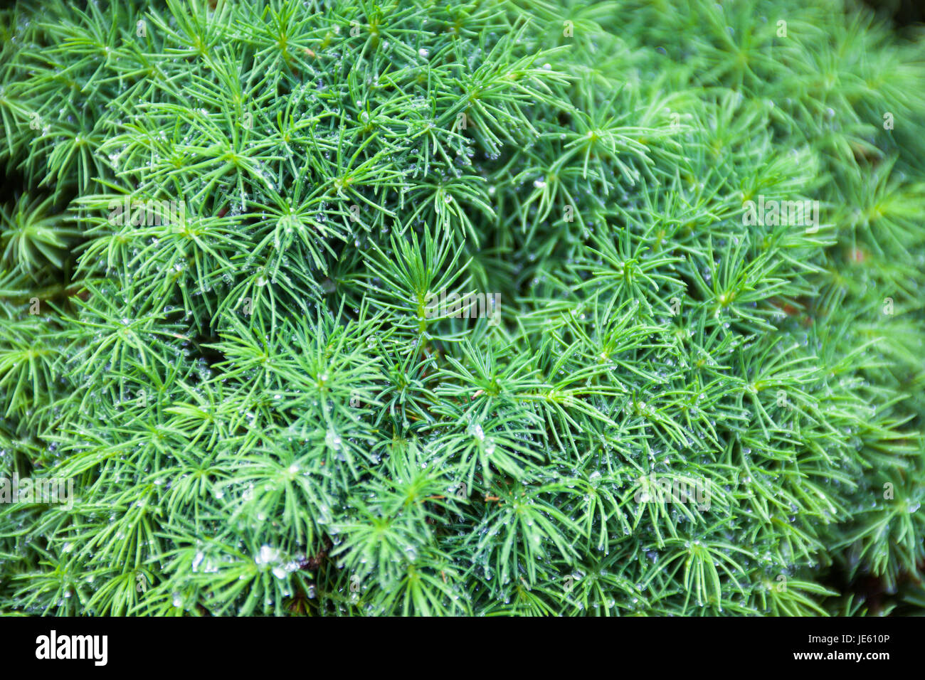 Branches of juniper, the evergreen coniferous plant with needle-like ...