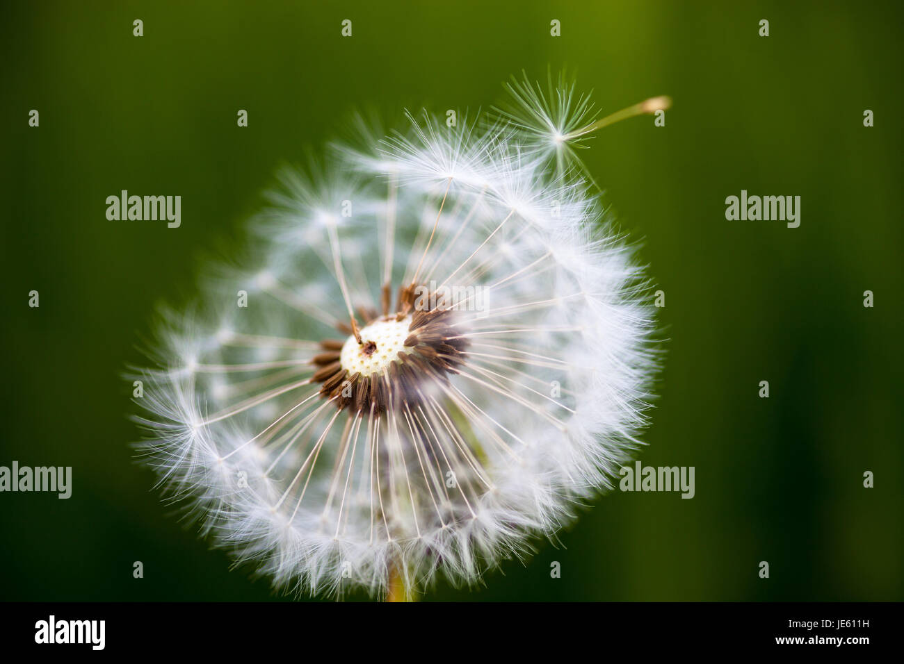 Head of seeds of the dandelion flower Stock Photo - Alamy