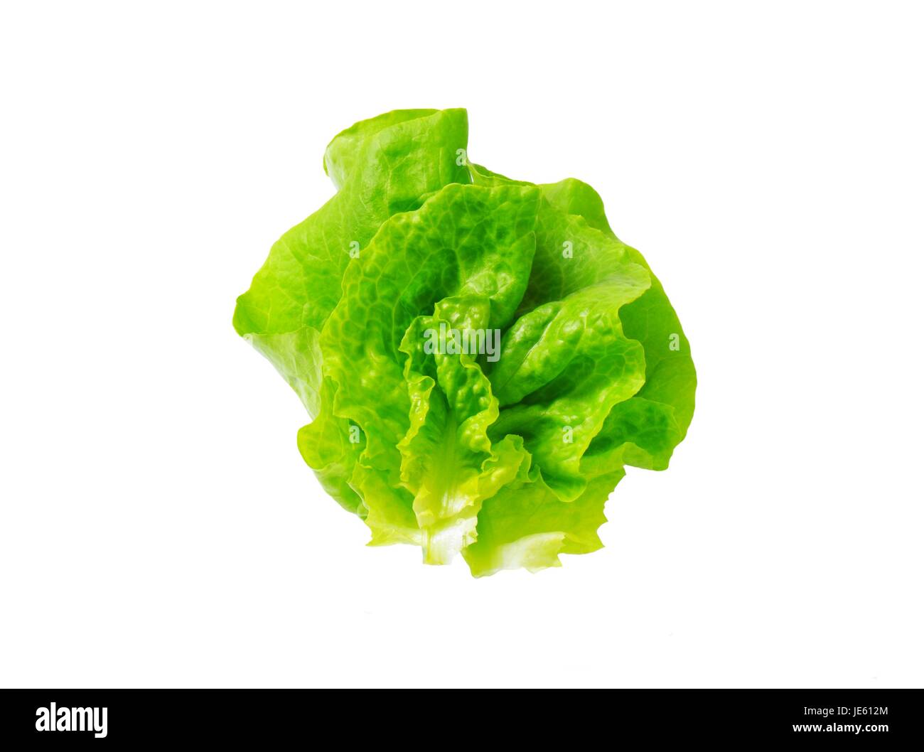 Closeup of boston lettuce hi-res stock photography and images - Alamy