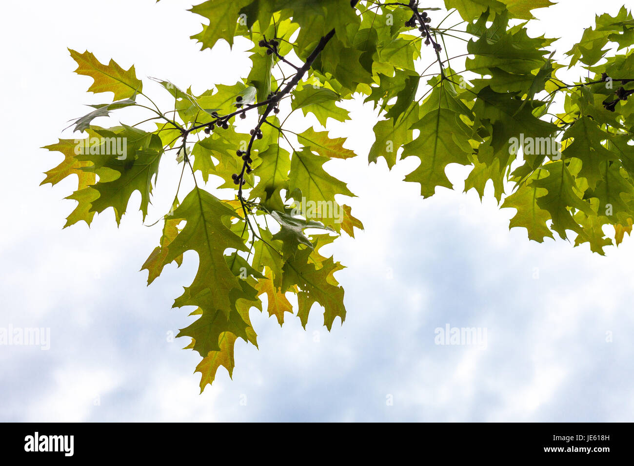 Green branches of the oak tree with tiny young acorns against the white ...