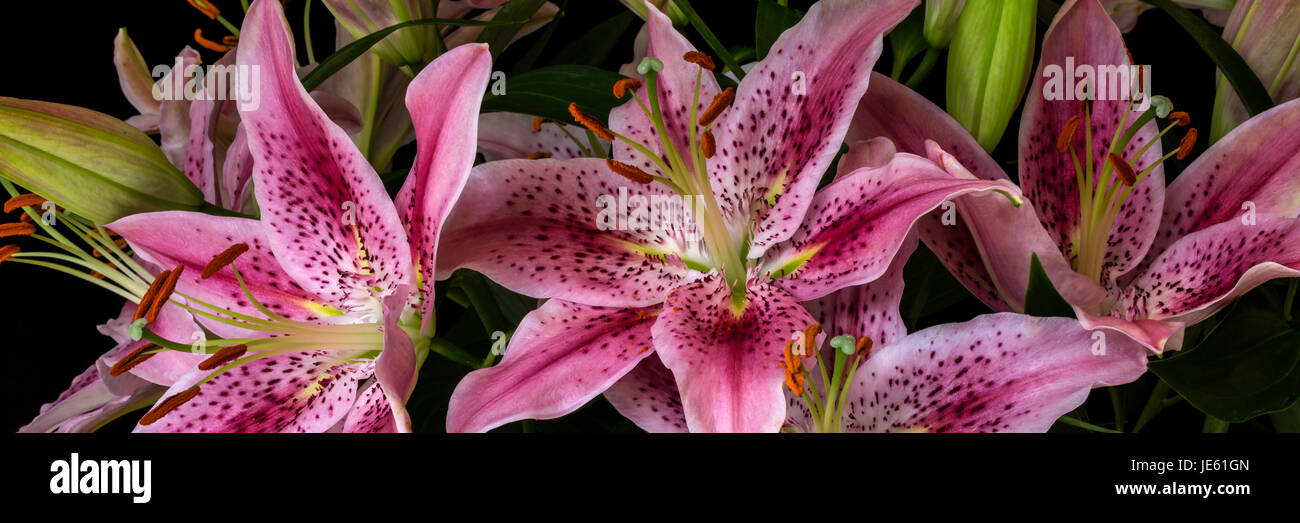 Lily's Lillium Stock Photo - Alamy