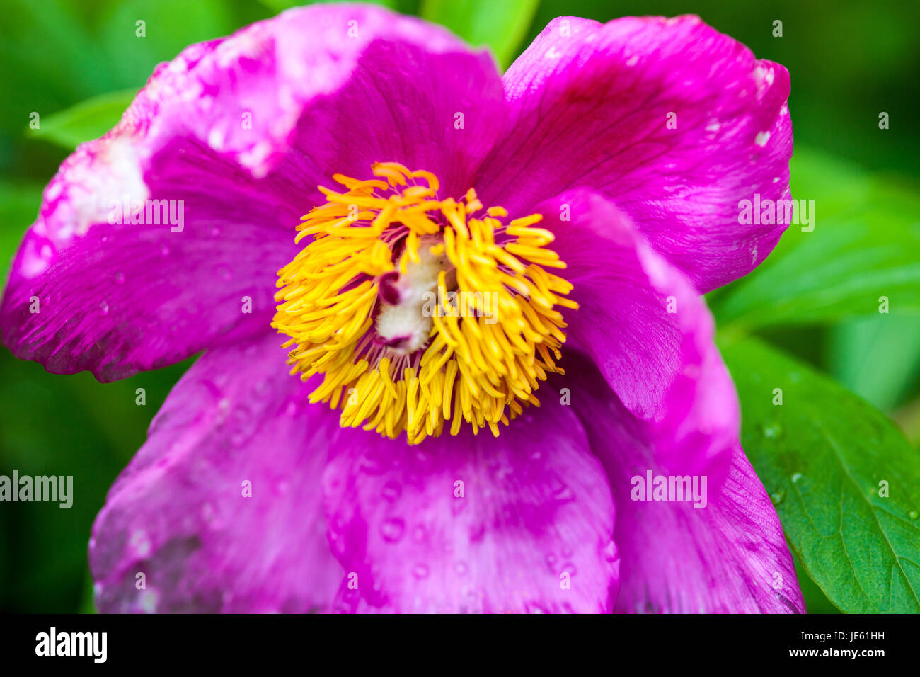 Pink peony flower with drops of dew Stock Photo - Alamy