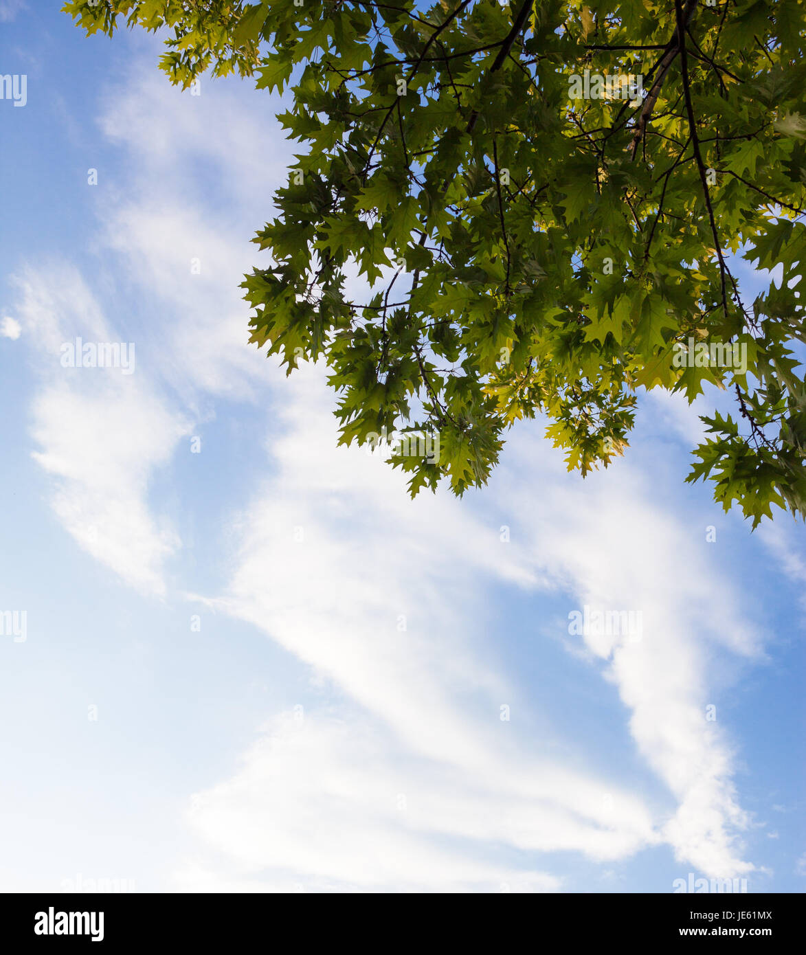 Green branches of the oak tree against the blue cloudy sky background ...