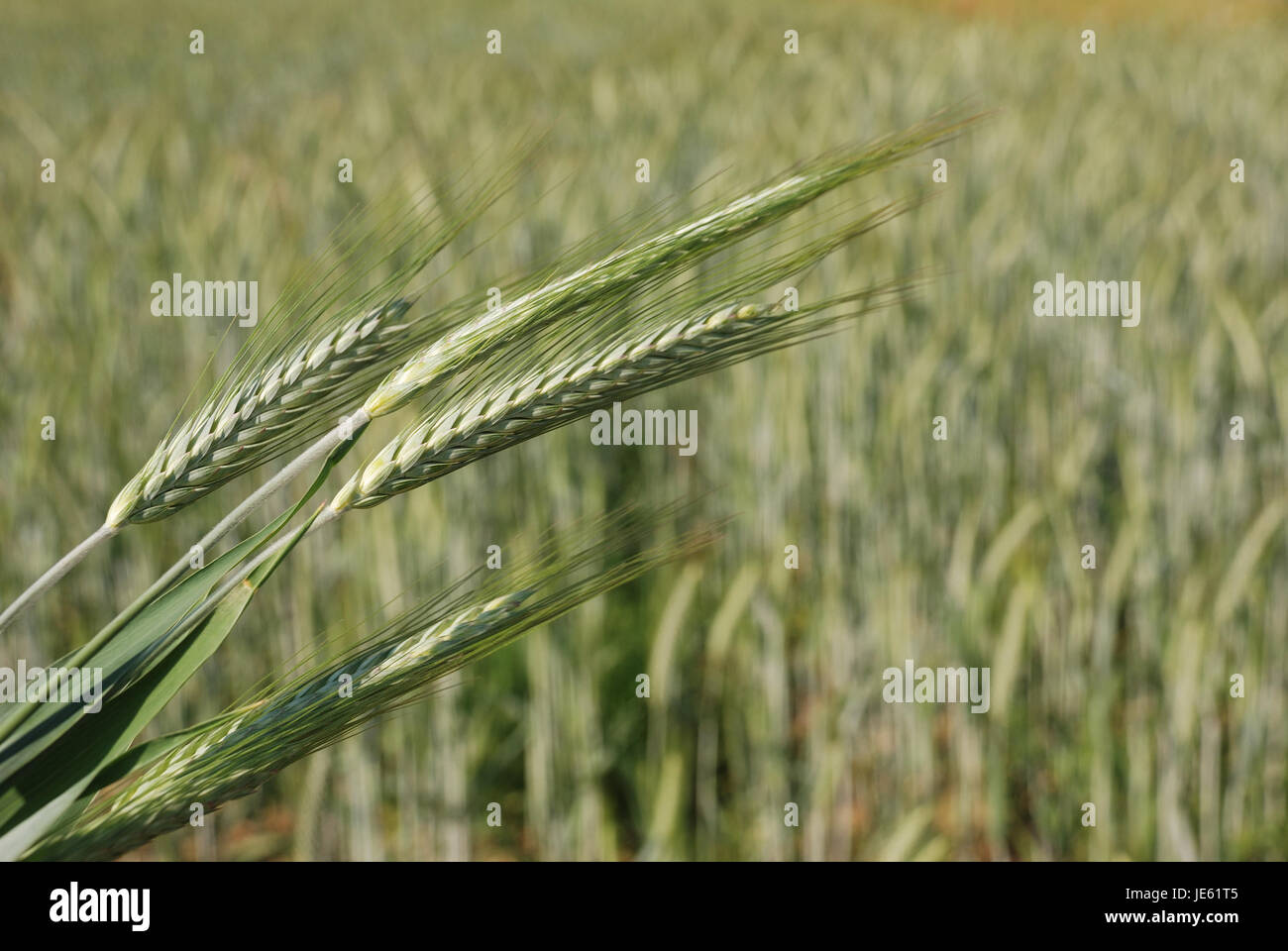 A field of barley Stock Photo - Alamy