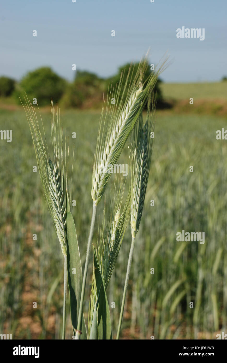 A field of barley Stock Photo - Alamy