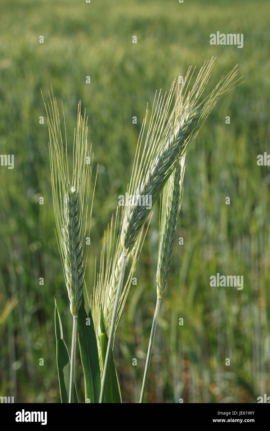 Haver Plant High Resolution Stock Photography and Images - Alamy