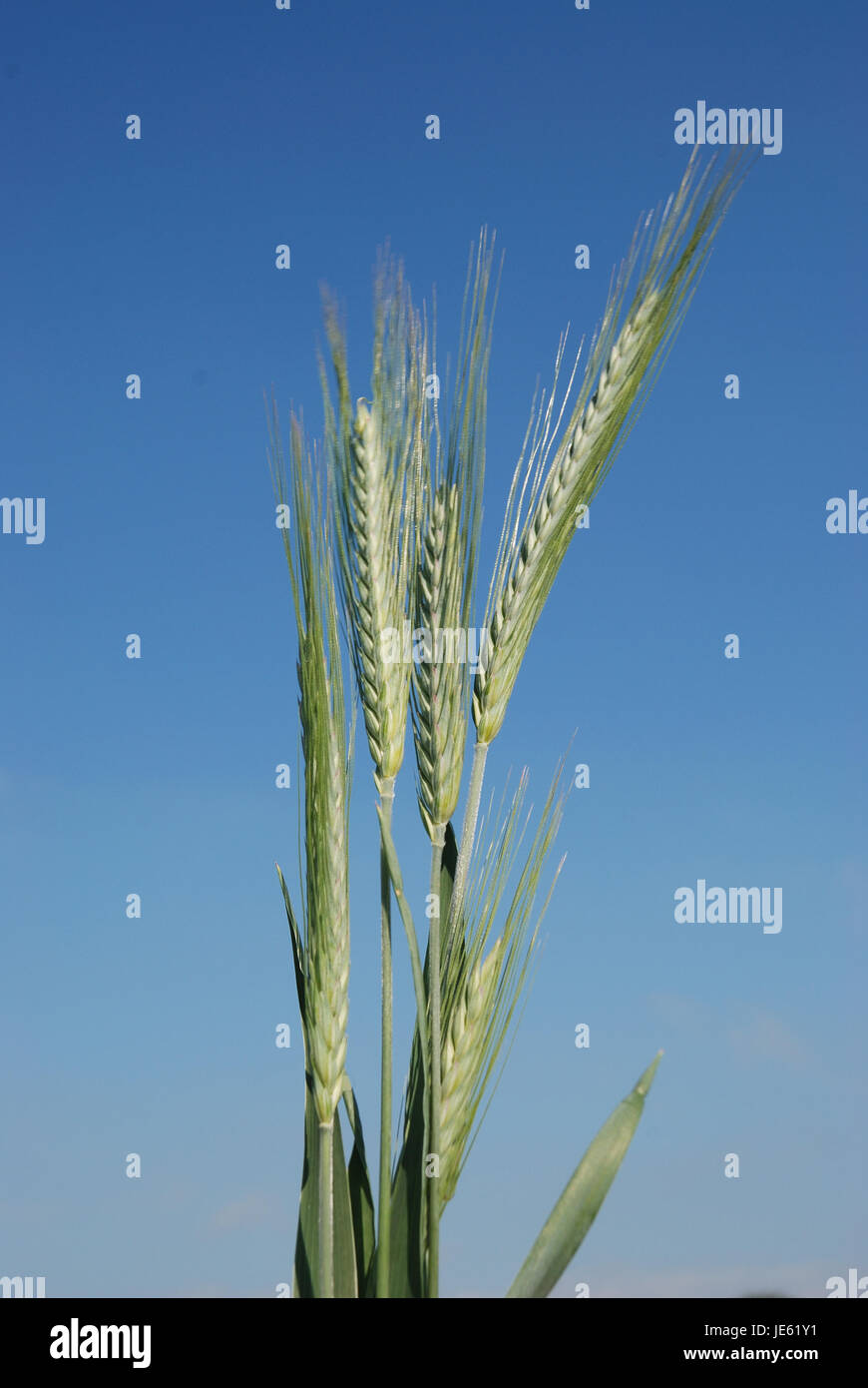 Ear of barle Stock Photo - Alamy