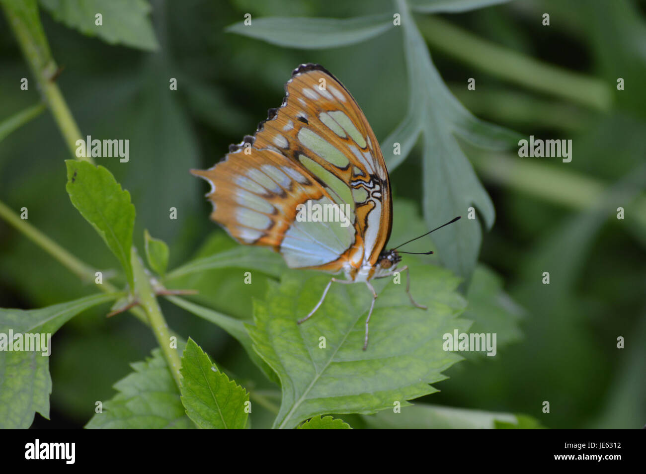 Butterfly in the garden Stock Photo - Alamy