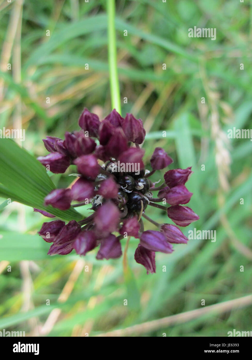 Diversity of onion species hi-res stock photography and images - Alamy