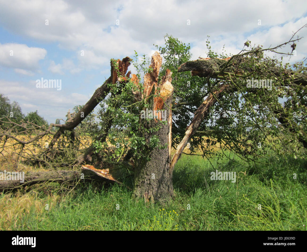 The image shows a pear tree in the Hockenheimer Rheinbogen area ...