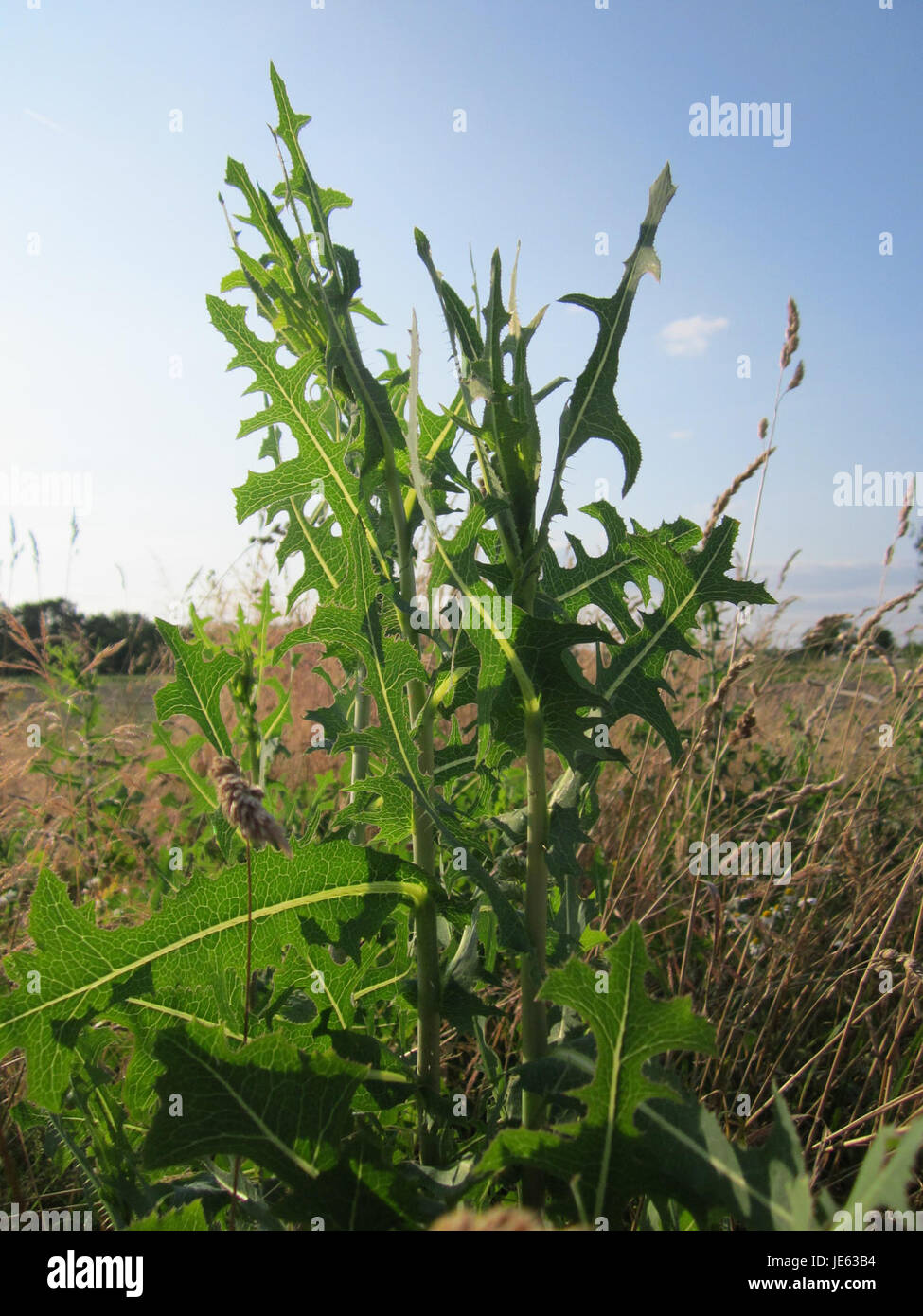 An image of Lactuca serriola, commonly known as wild lettuce, a plant ...