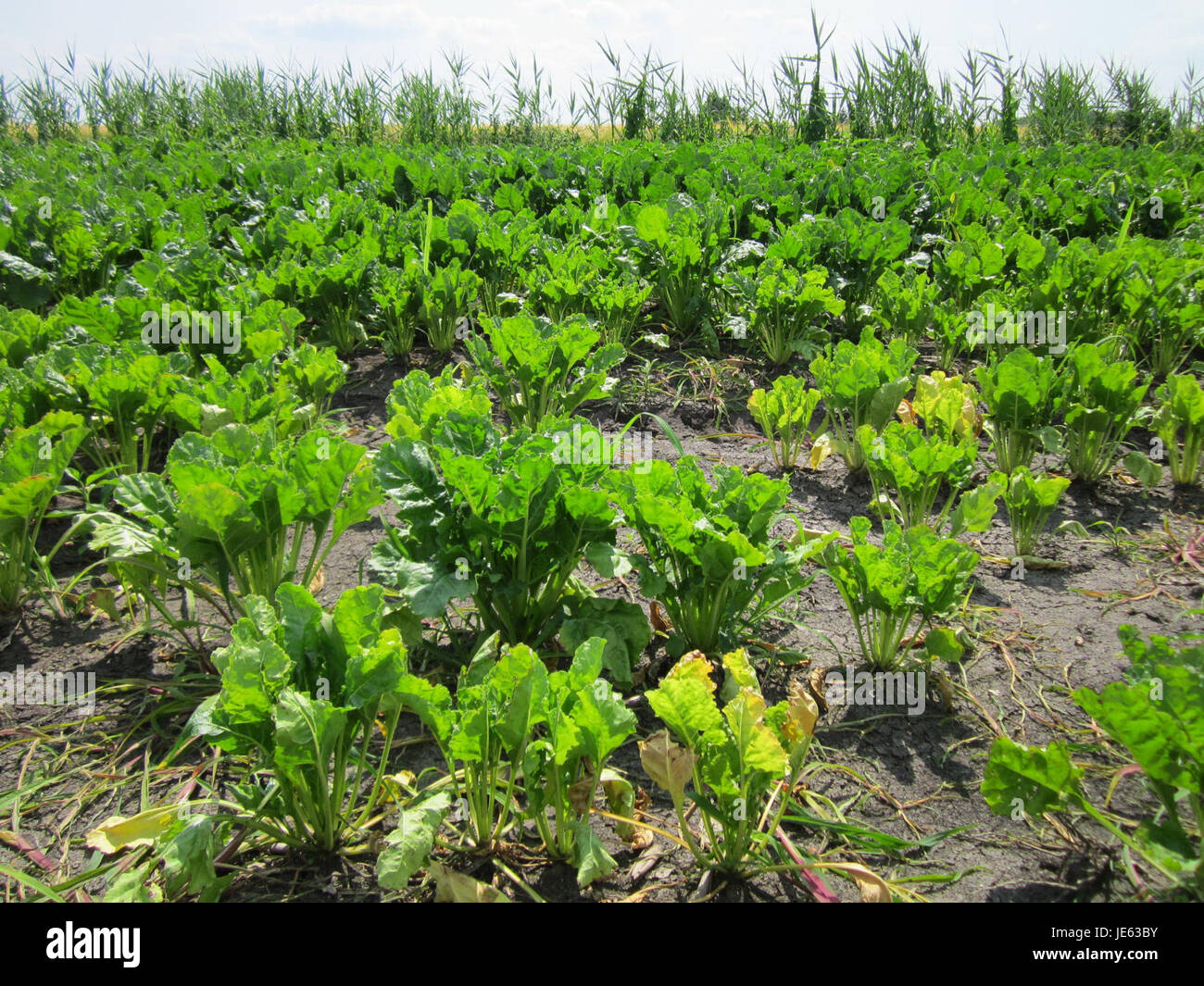 The Zuckerruebe (sugar beet) in Hockenheim represents a key ...