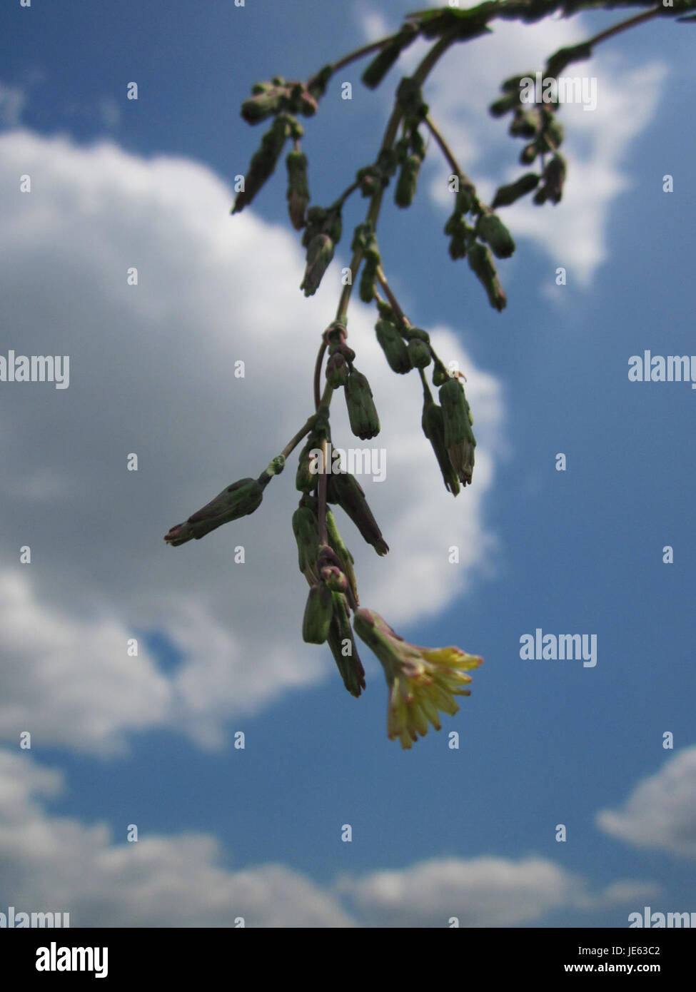 A photograph of Lactuca serriola, commonly known as prickly lettuce ...