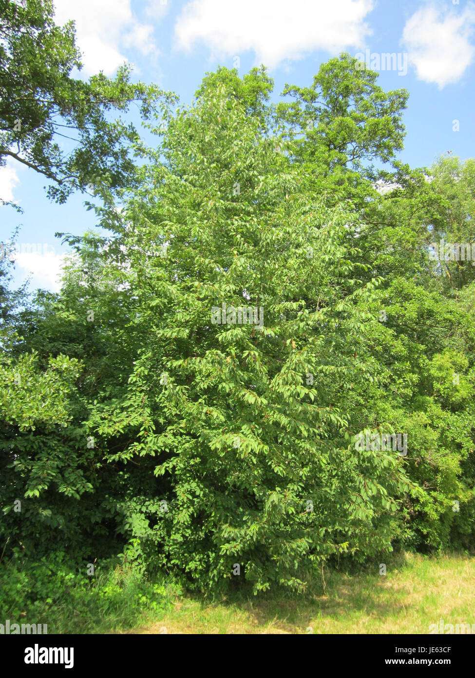 The Kirsche (cherry tree) in Reilingen, Germany, is a significant ...