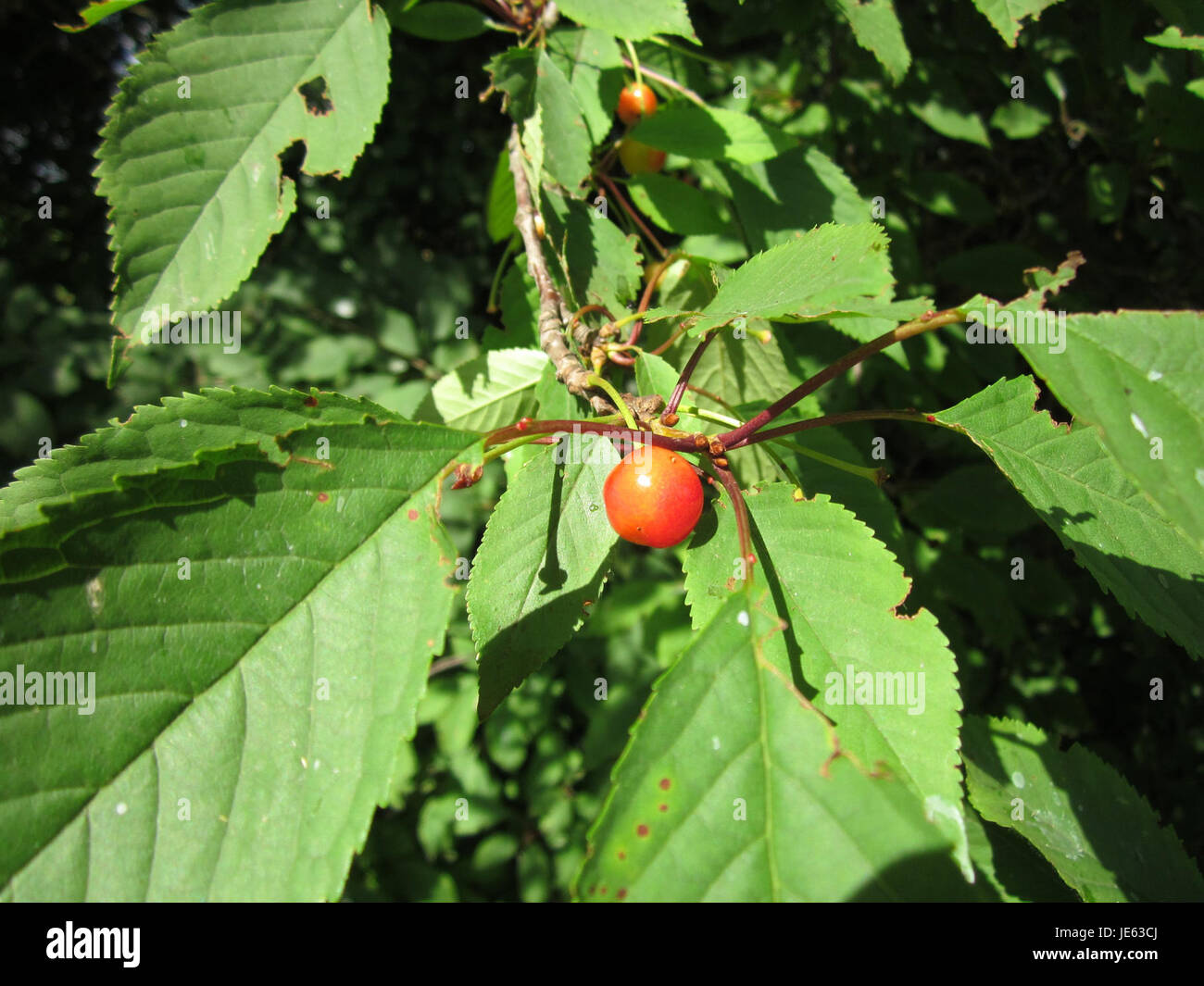 A photograph of a cherry tree (Prunus avium) in Reilingen, taken on ...