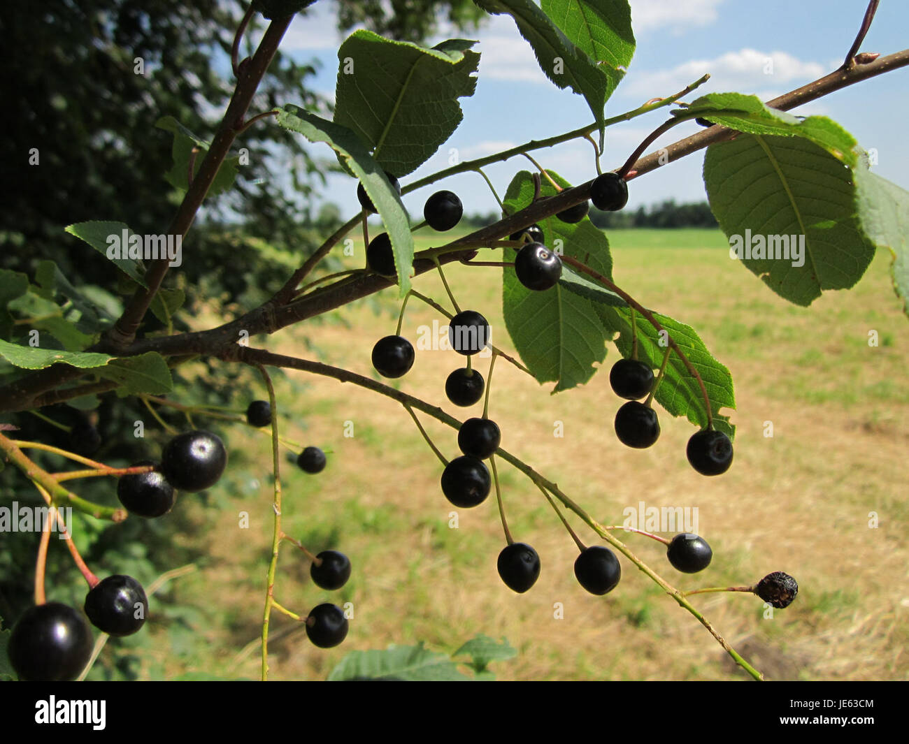 Kirsche reilingen hi-res stock photography and images - Alamy
