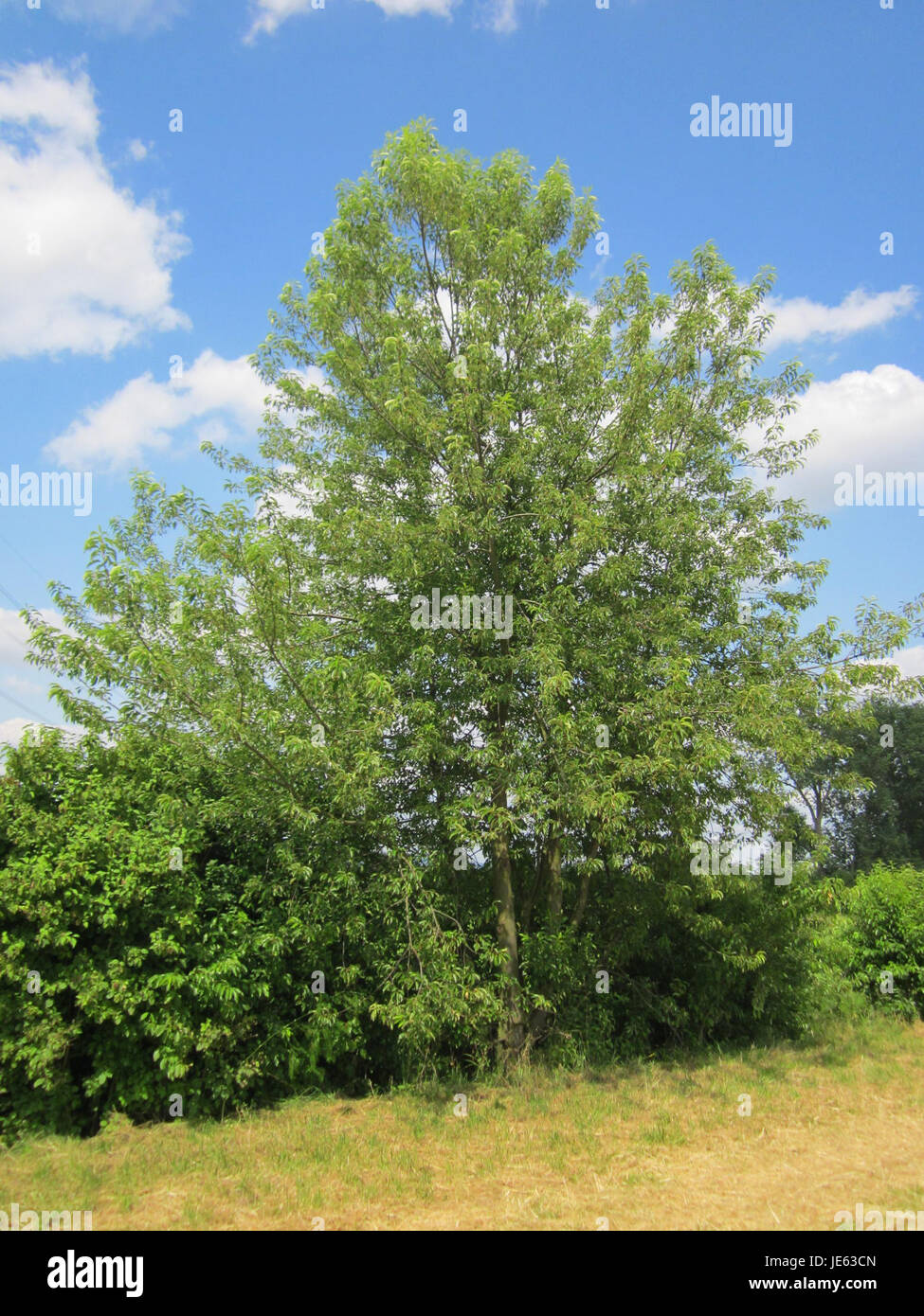 An image of cherries (Kirsche) from Reilingen, Germany, taken on July ...