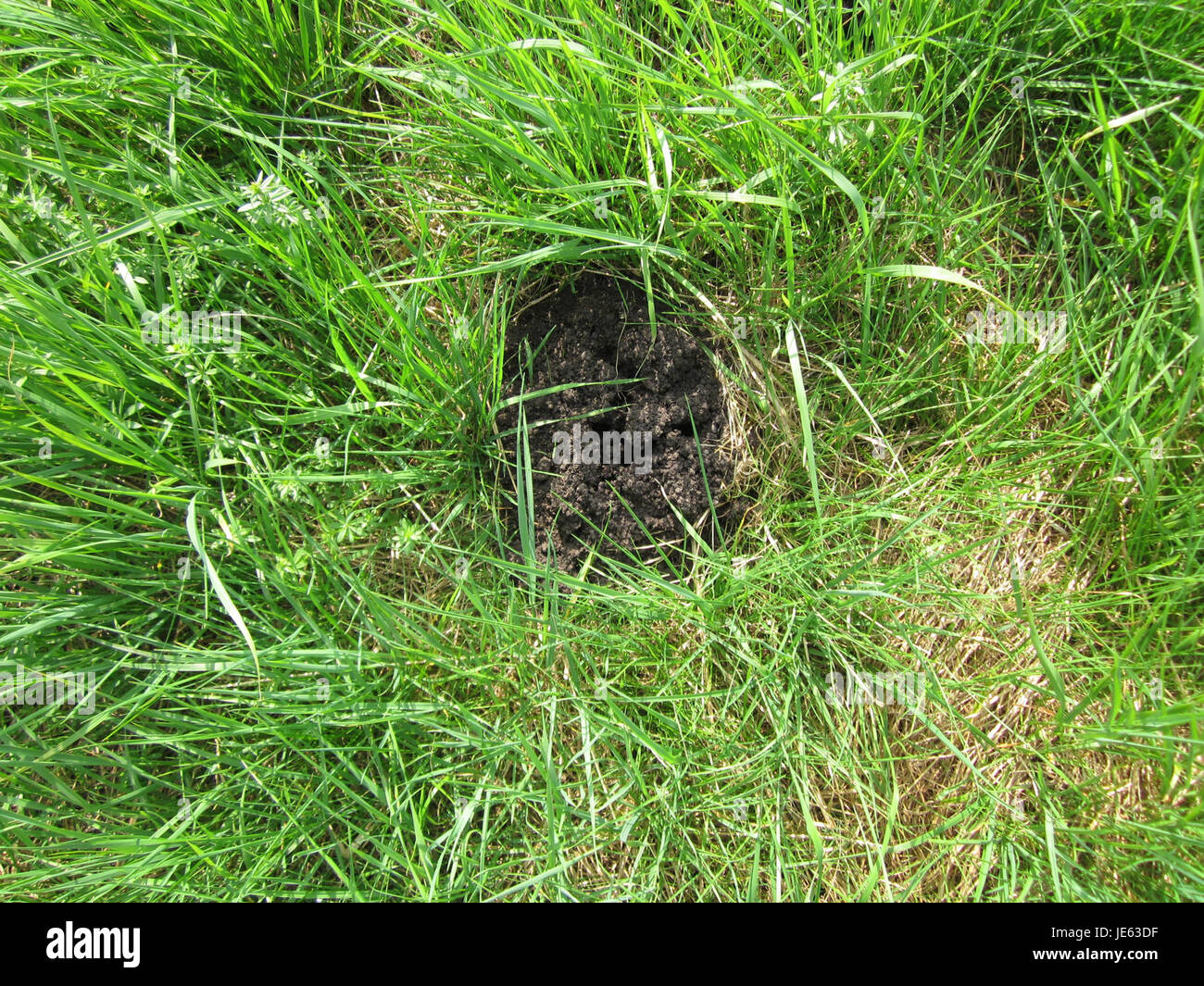 A photograph of a molehill, which is created by moles as they dig ...