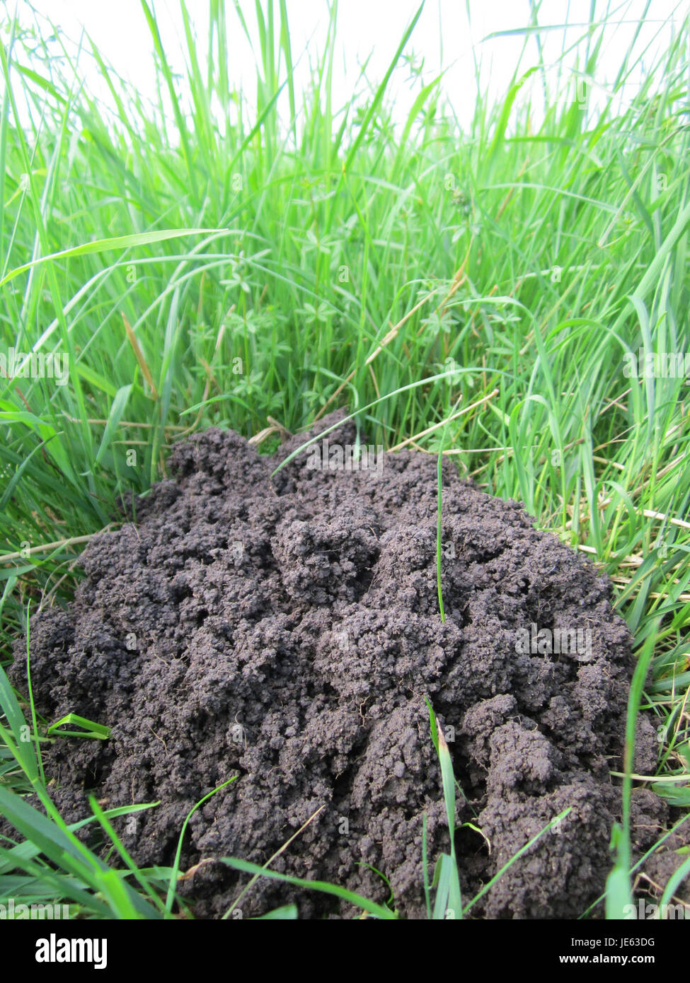 Underground tunnel moles hi-res stock photography and images - Alamy