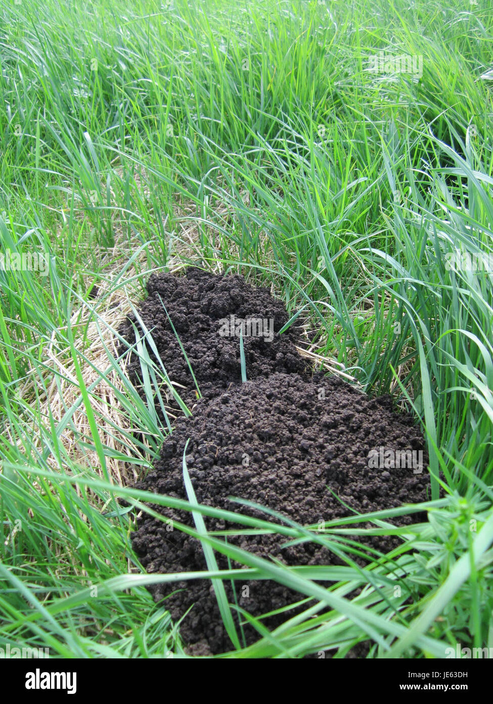 An image of Maulwurfshuegel (molehills) in a rural setting, captured on ...