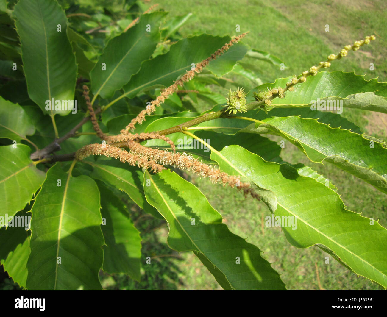 The image shows an Edelkastanie tree in Hockenheim, Germany, notable for its large chestnuts ...