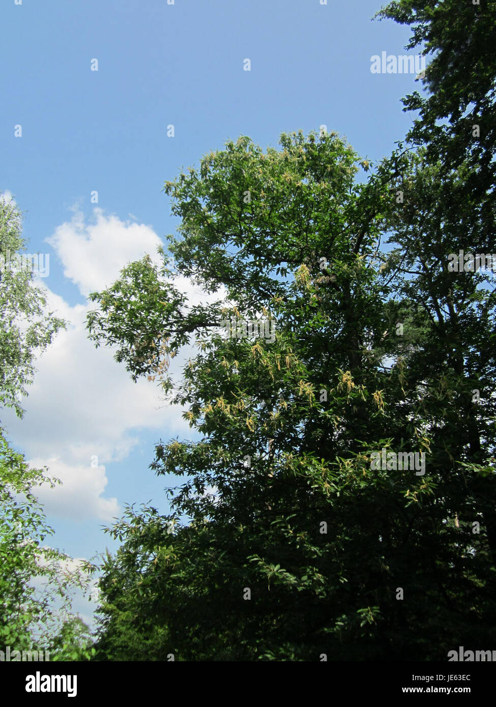 The Edelkastanie (sweet chestnut) in Schwetzinger Hardt is a notable ...