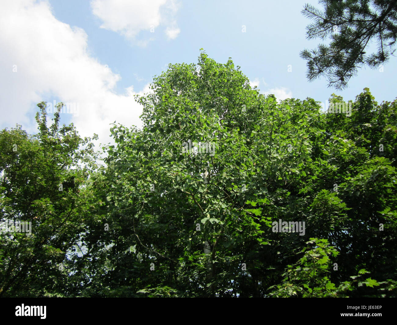 Trembling poplar hi-res stock photography and images - Alamy