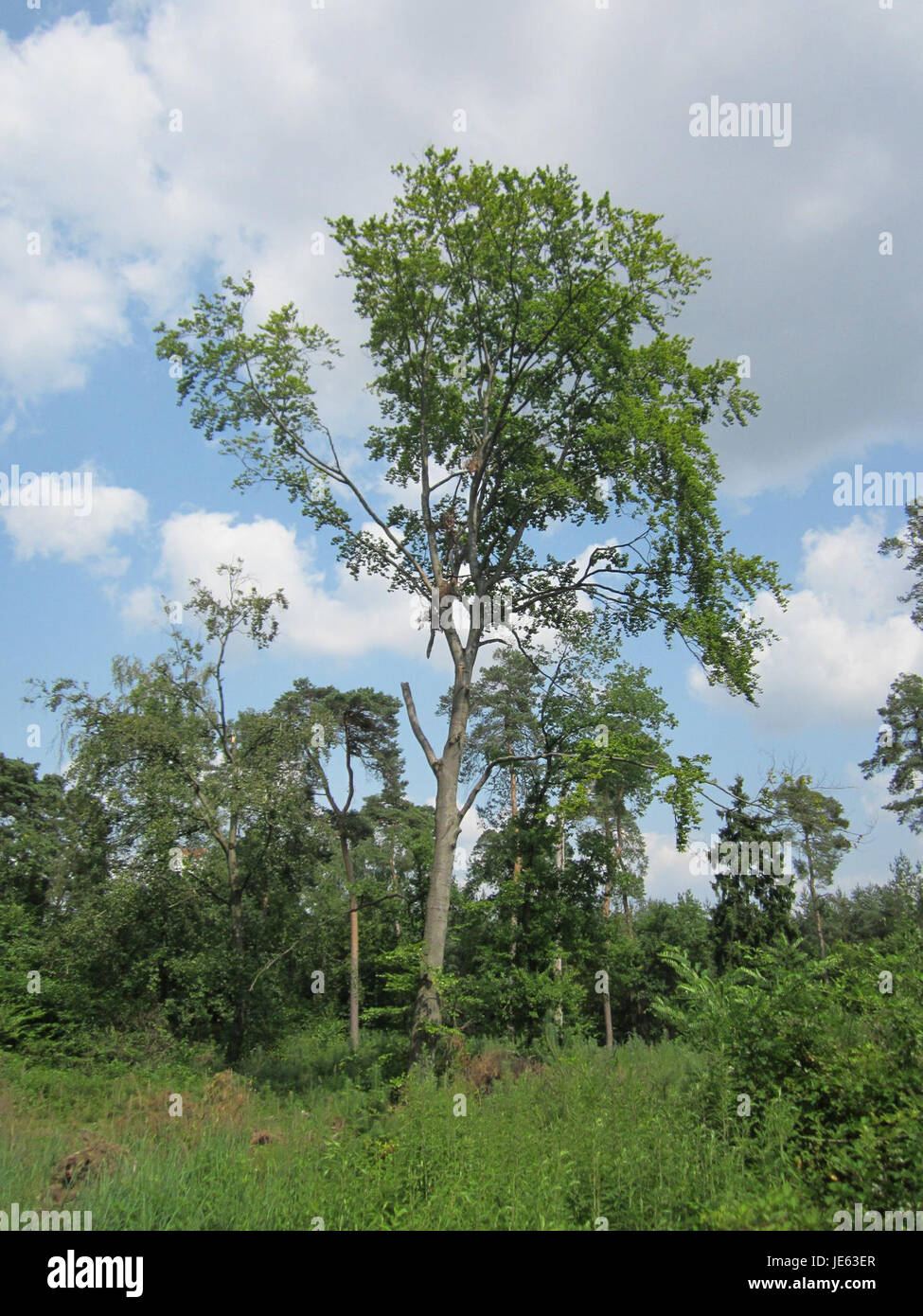 The Beech tree (Fagus sylvatica) shown here is located in Schwetzinger ...