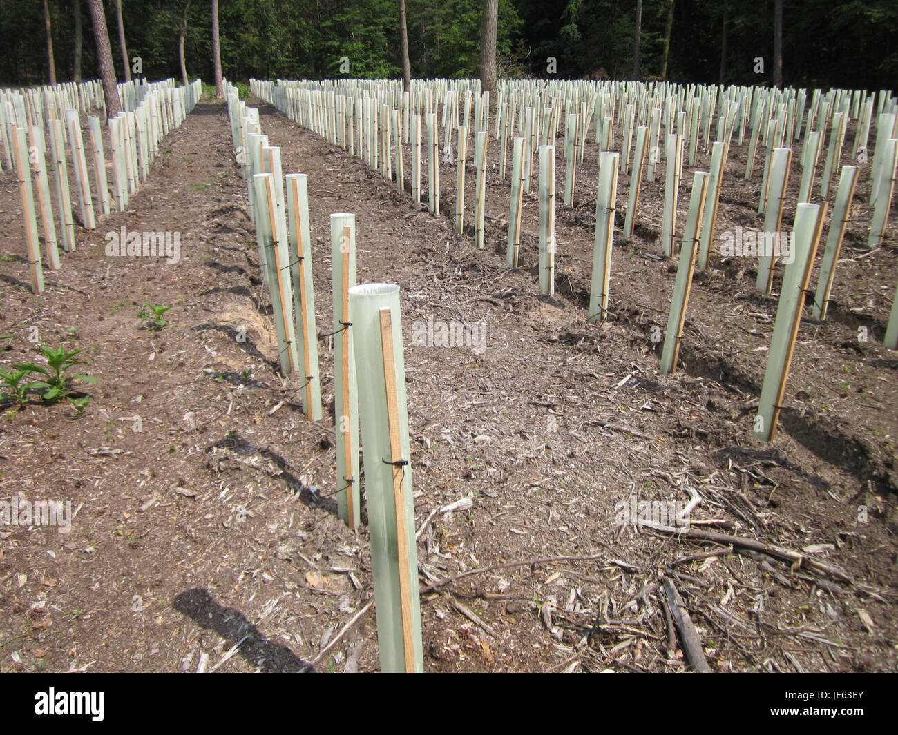 The Baumschule Schwetzinger Hardt is a renowned nursery located in the ...