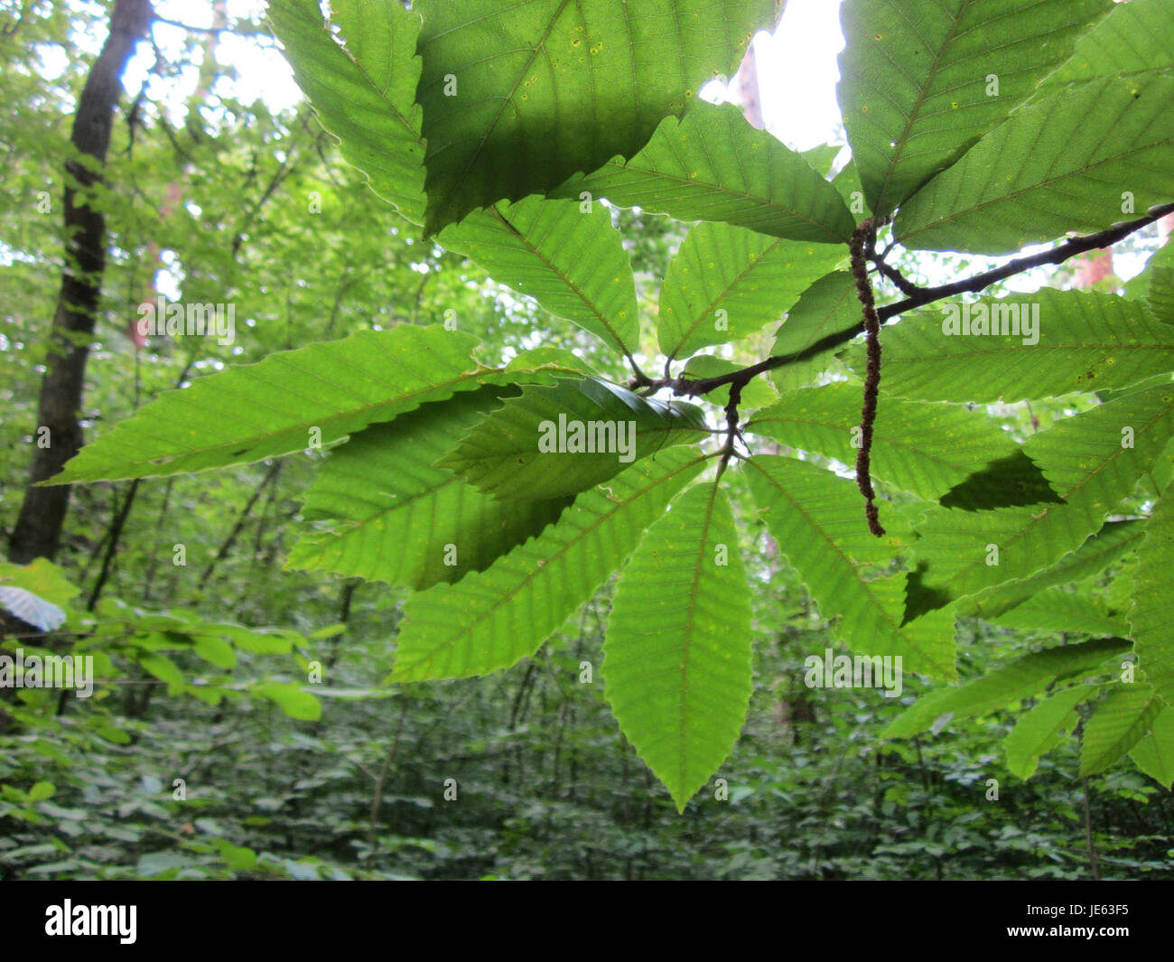 A photograph of an Edelkastanie, or sweet chestnut tree, located in ...