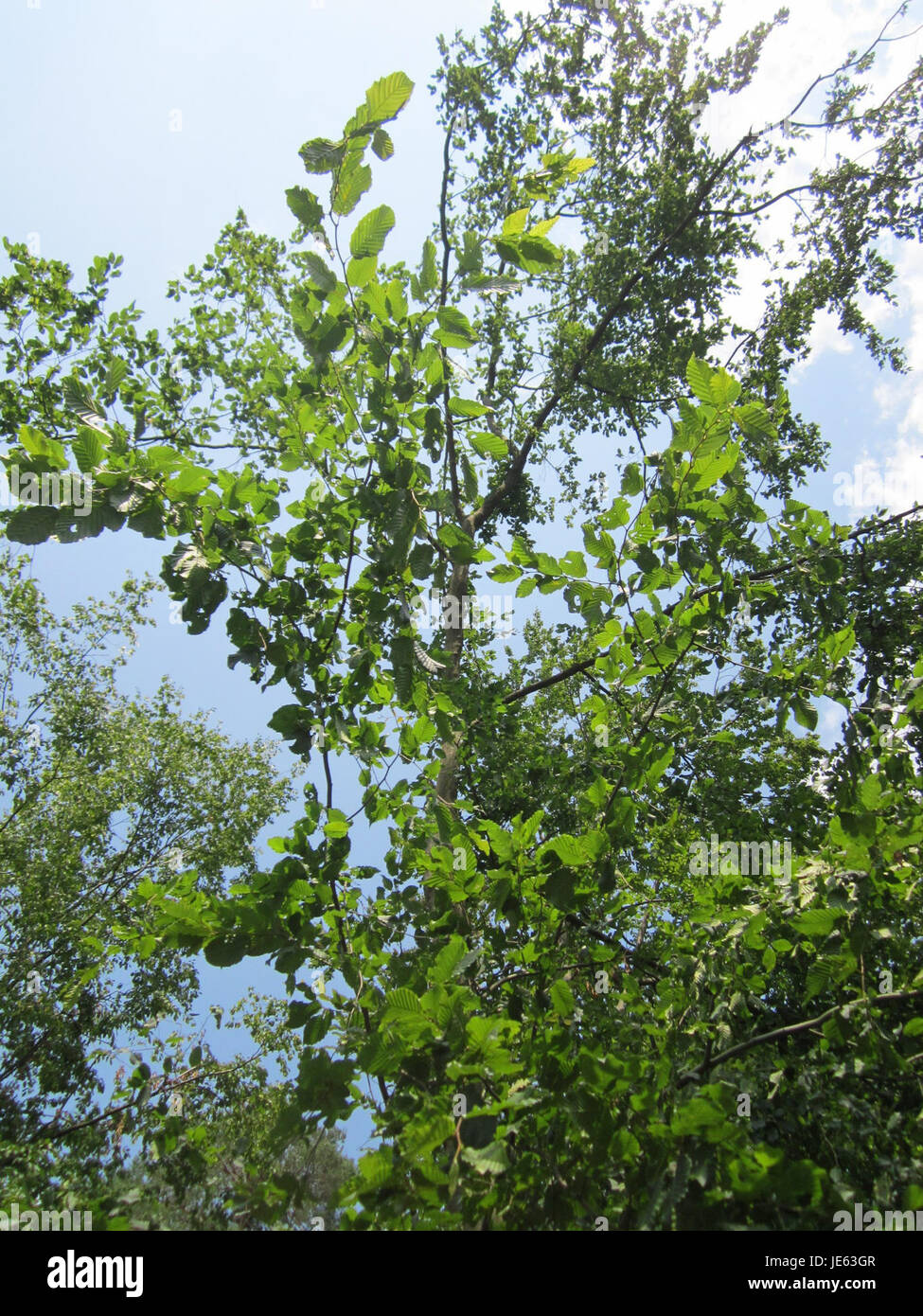 The Hainbuche, or hornbeam tree, is a common sight in the Schwetzinger ...