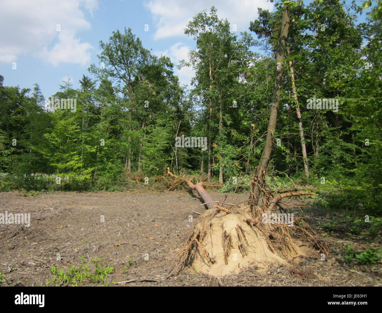 This photograph captures a scene of windbreak damage (Windbruch) in ...