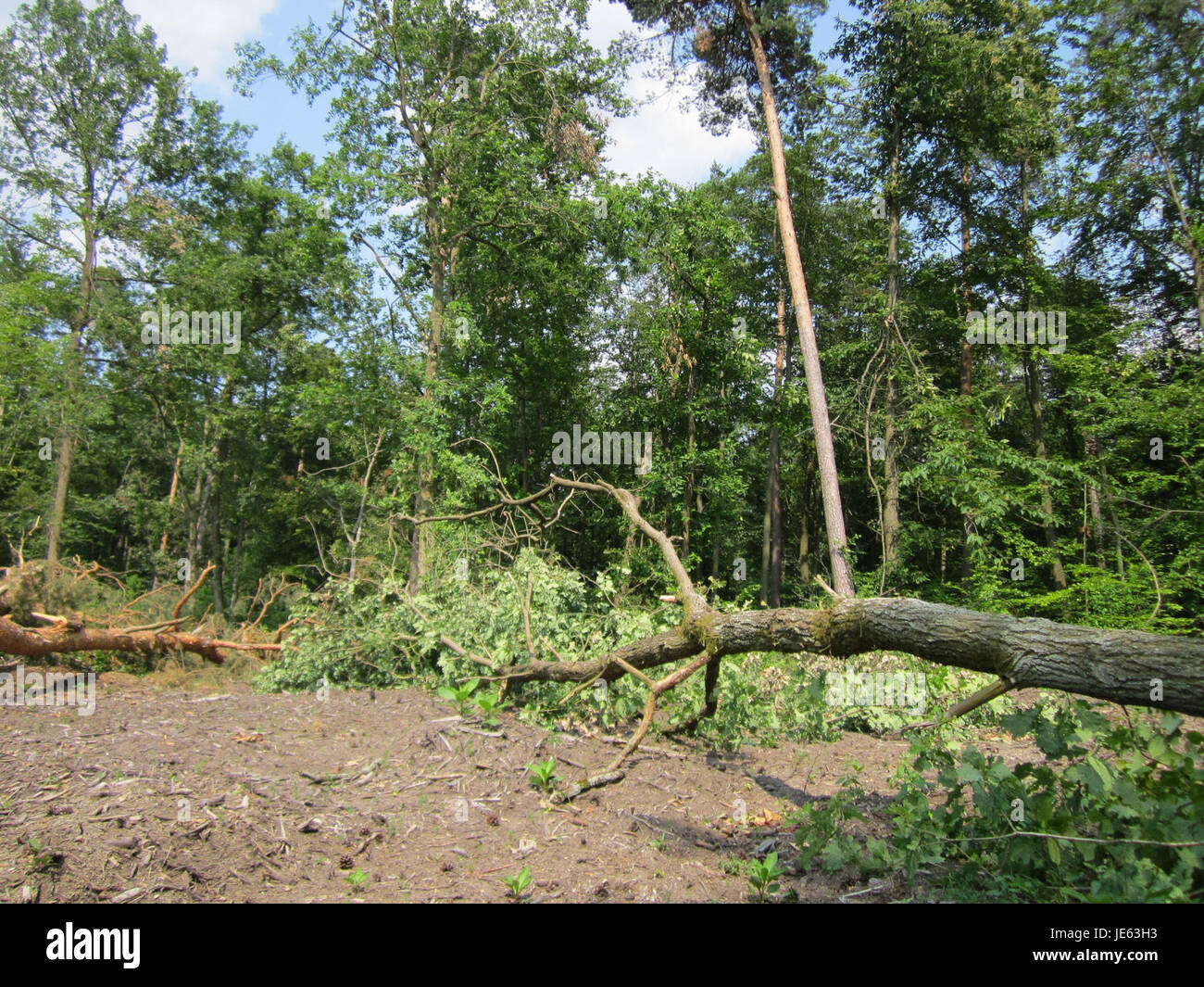 This image shows the aftermath of windbreak damage in Schwetzinger ...