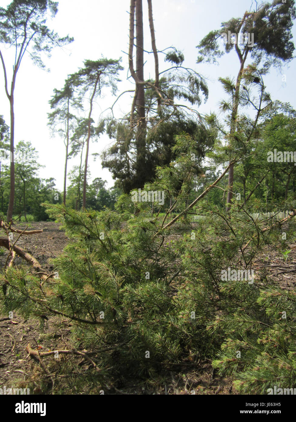 The image captures the aftermath of windbreak damage in the ...